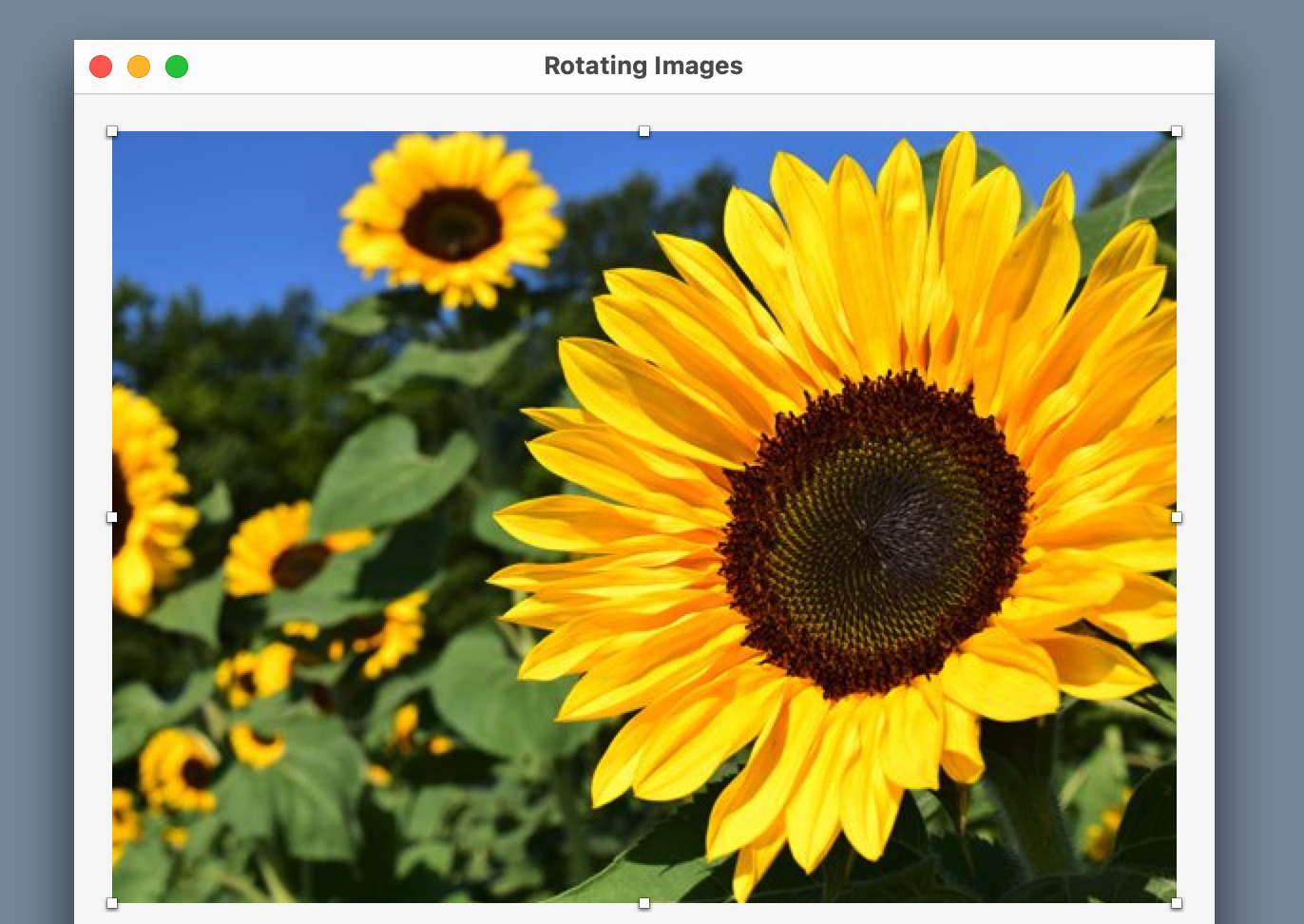 Rotate that Picture! – Xojo Programming Blog